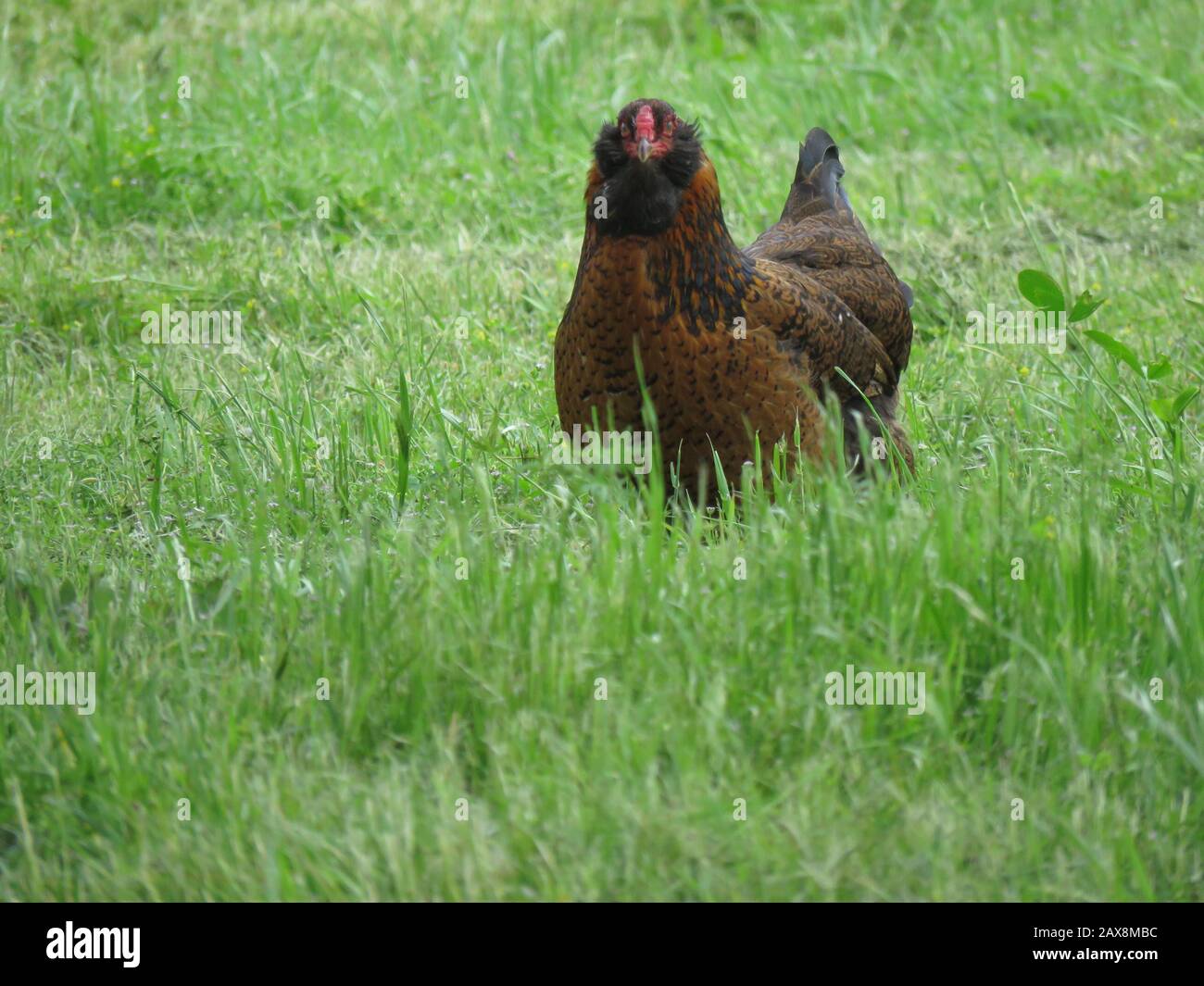 Giant Free Range Chicken hiding in high grass looking at you Stock ...
