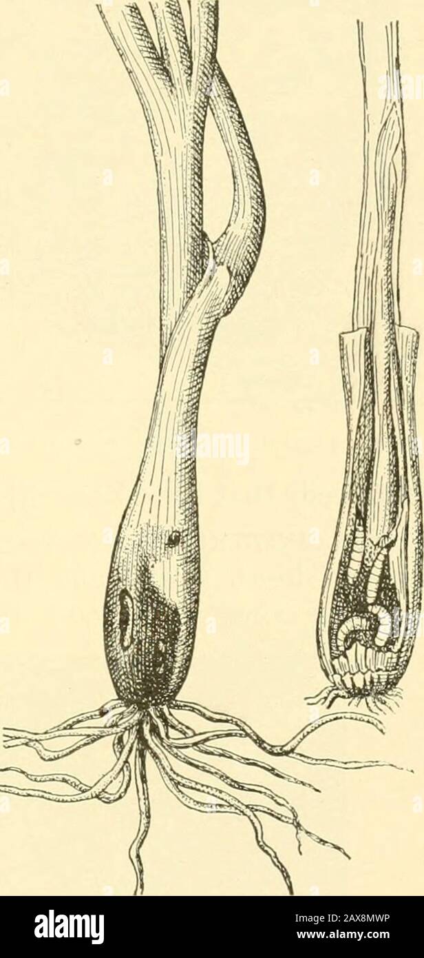 Diseases of onions hi-res stock photography and images - Alamy