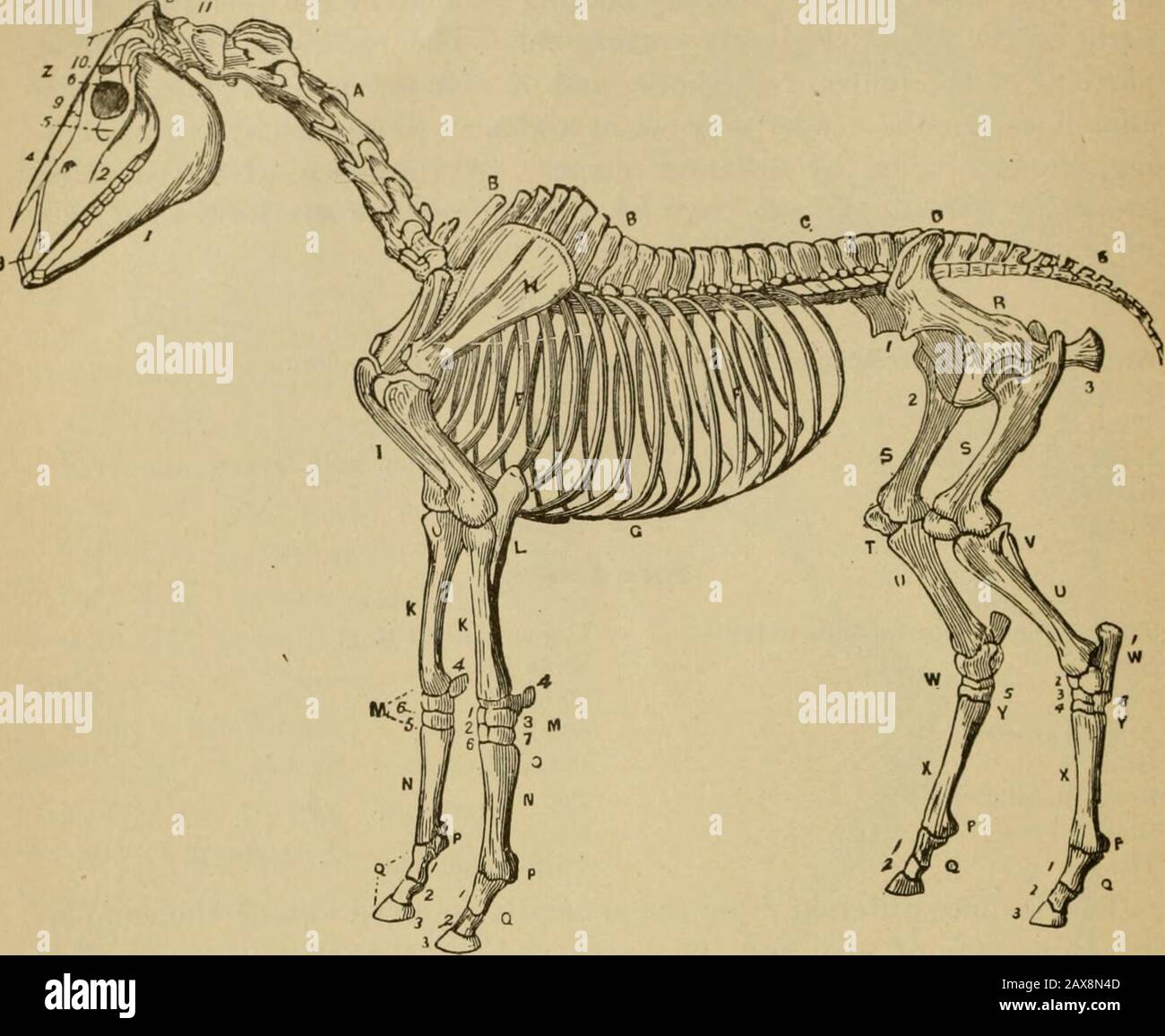Live stock : a cyclopedia for the farmer and stock owner including the ...