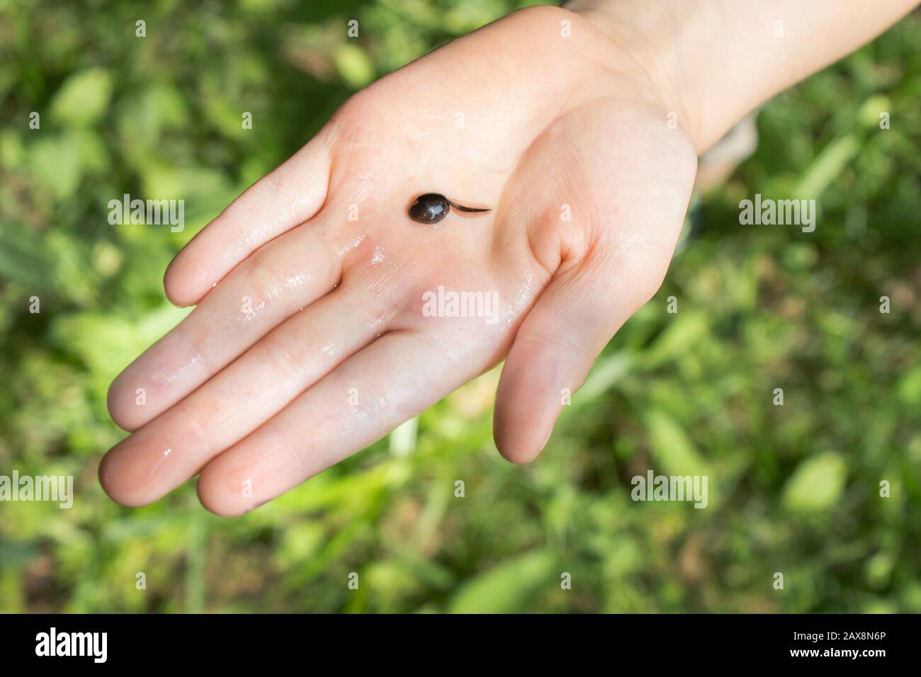 Black tadpole hi-res stock photography and images - Alamy