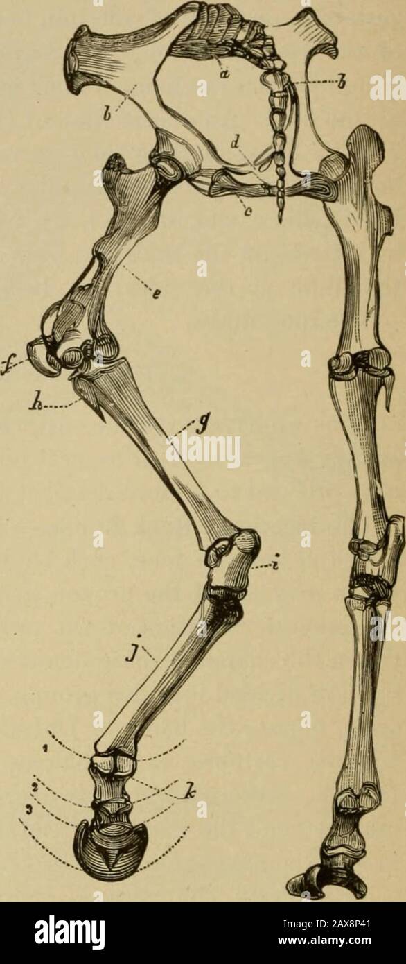 Sheep vertebrae hi-res stock photography and images - Alamy
