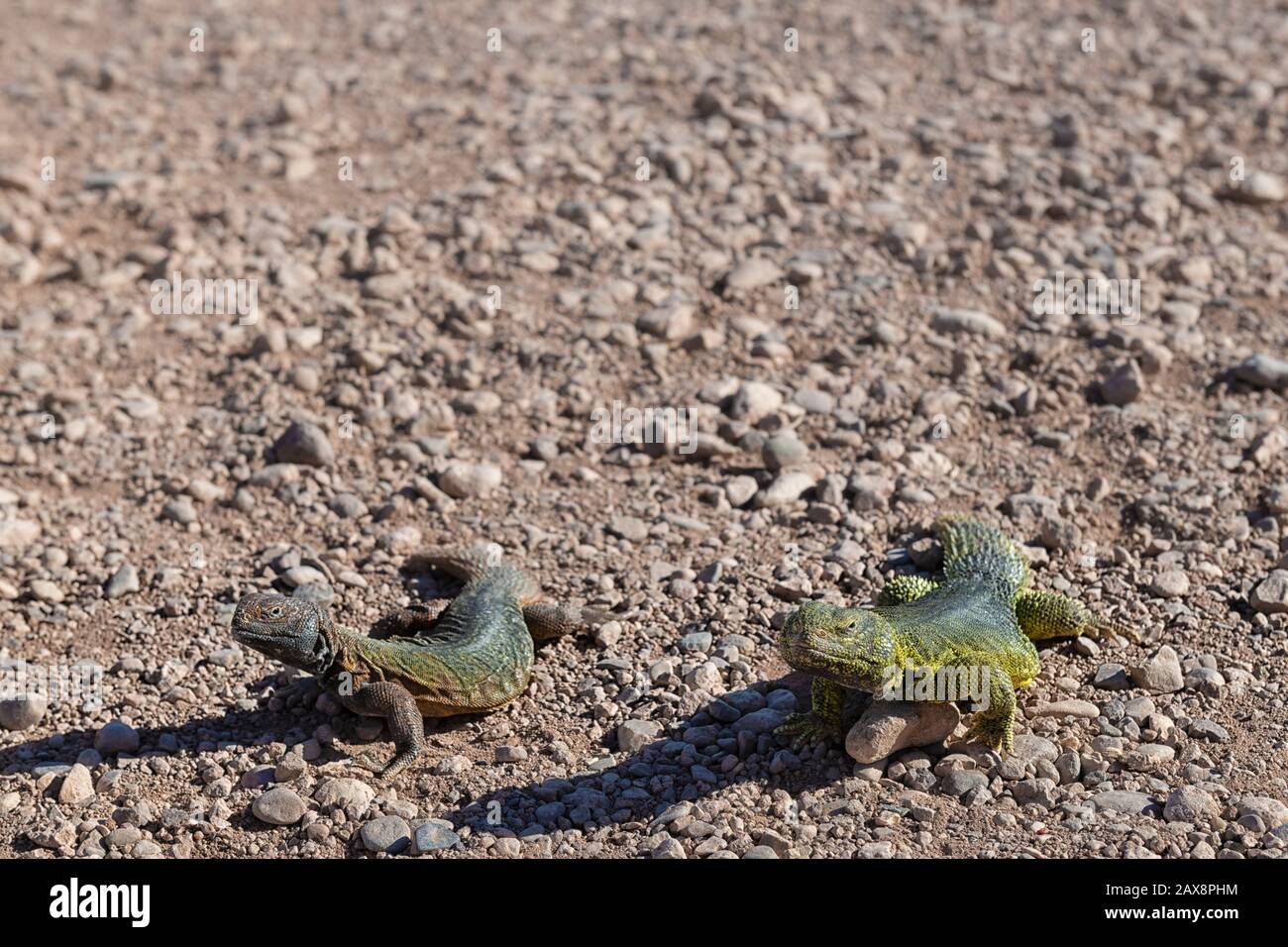 Two lizard (lacertilia), one orange, one yellow, on stony desert, in ...