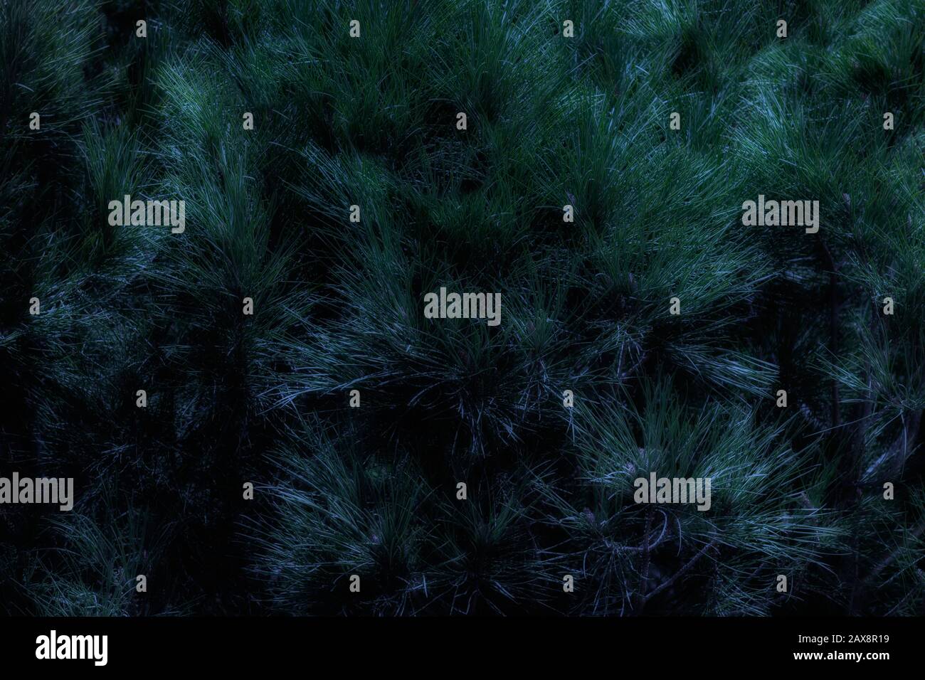 Dark pine tree branches (Pinus). Texture background image Stock Photo ...