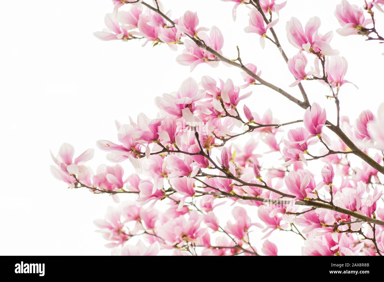 Happy spring day. magnolia blooming tree., natural floral background ...