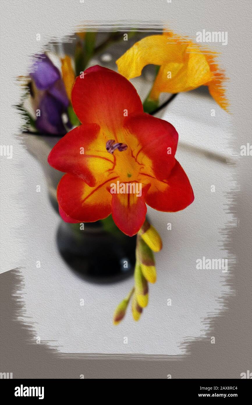 Red freesia in a bouquet of colored freesia Stock Photo - Alamy