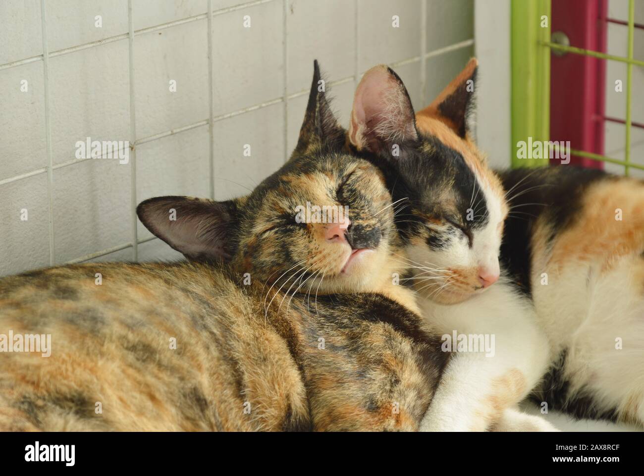 cat hug and sleeping together on shelf in grocery shop Stock Photo - Alamy