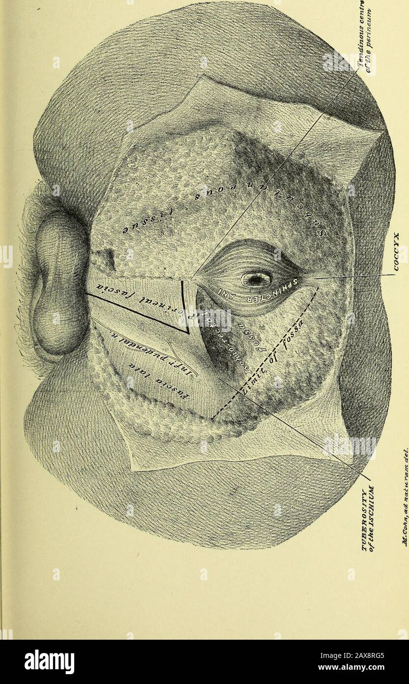 Practical human anatomy [electronic resource] : a working-guide for ...