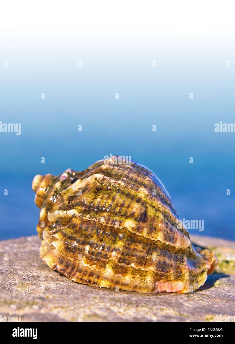 Empty seashell of marine mollusc rapana venosa and blue sea on ...