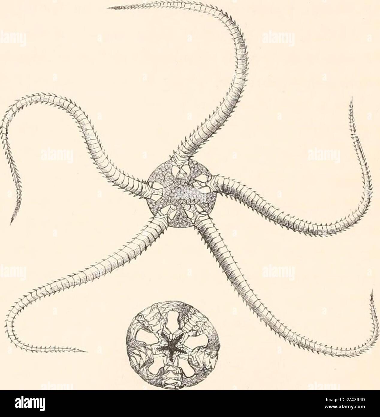 Phylum Echinodermata Ophiura