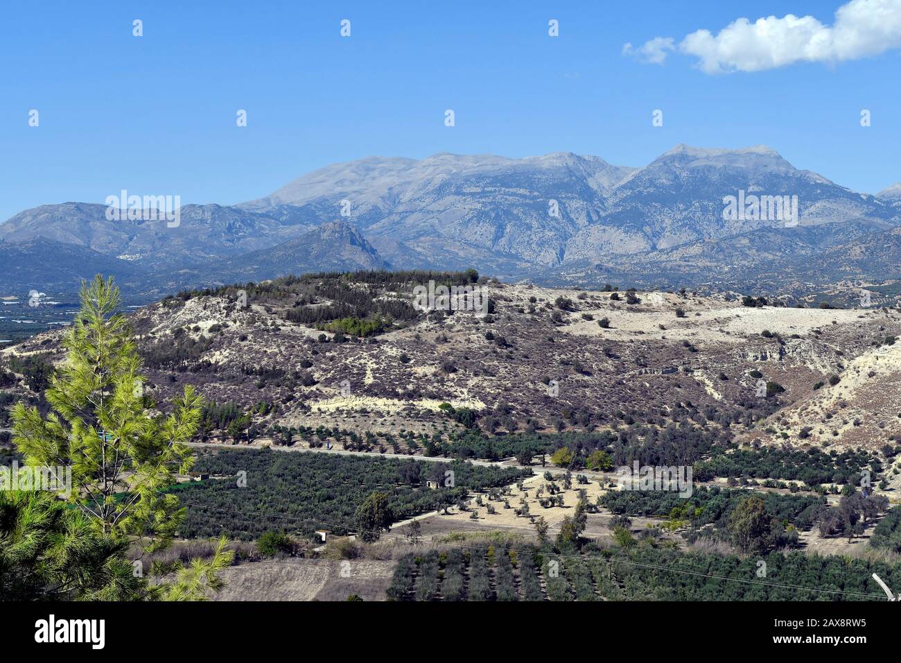 Greece, Crete Island, rural landscape with olive plantage and Ida range ...