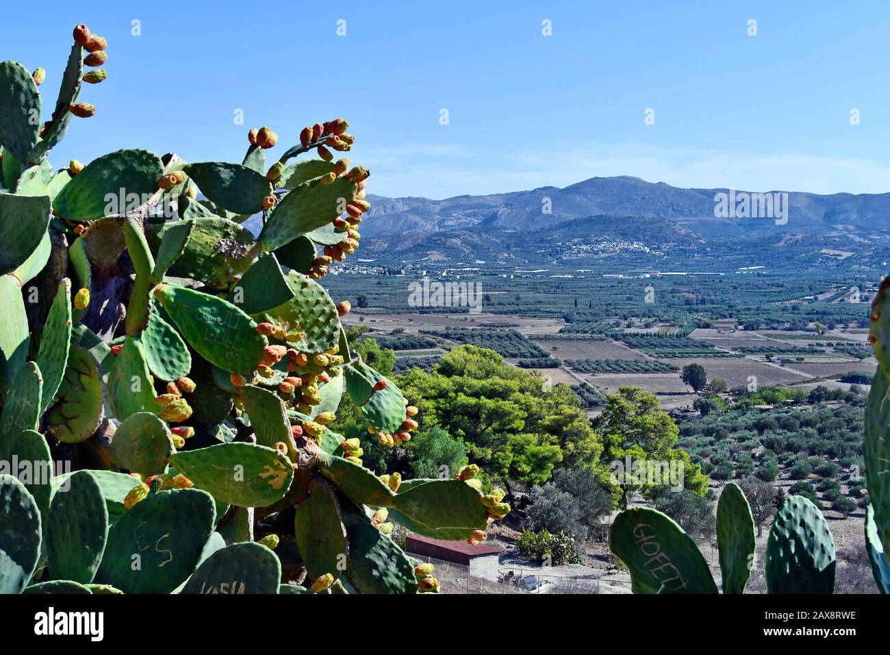 Greece, Crete Island, rural landscape with fields of olive trees and ...