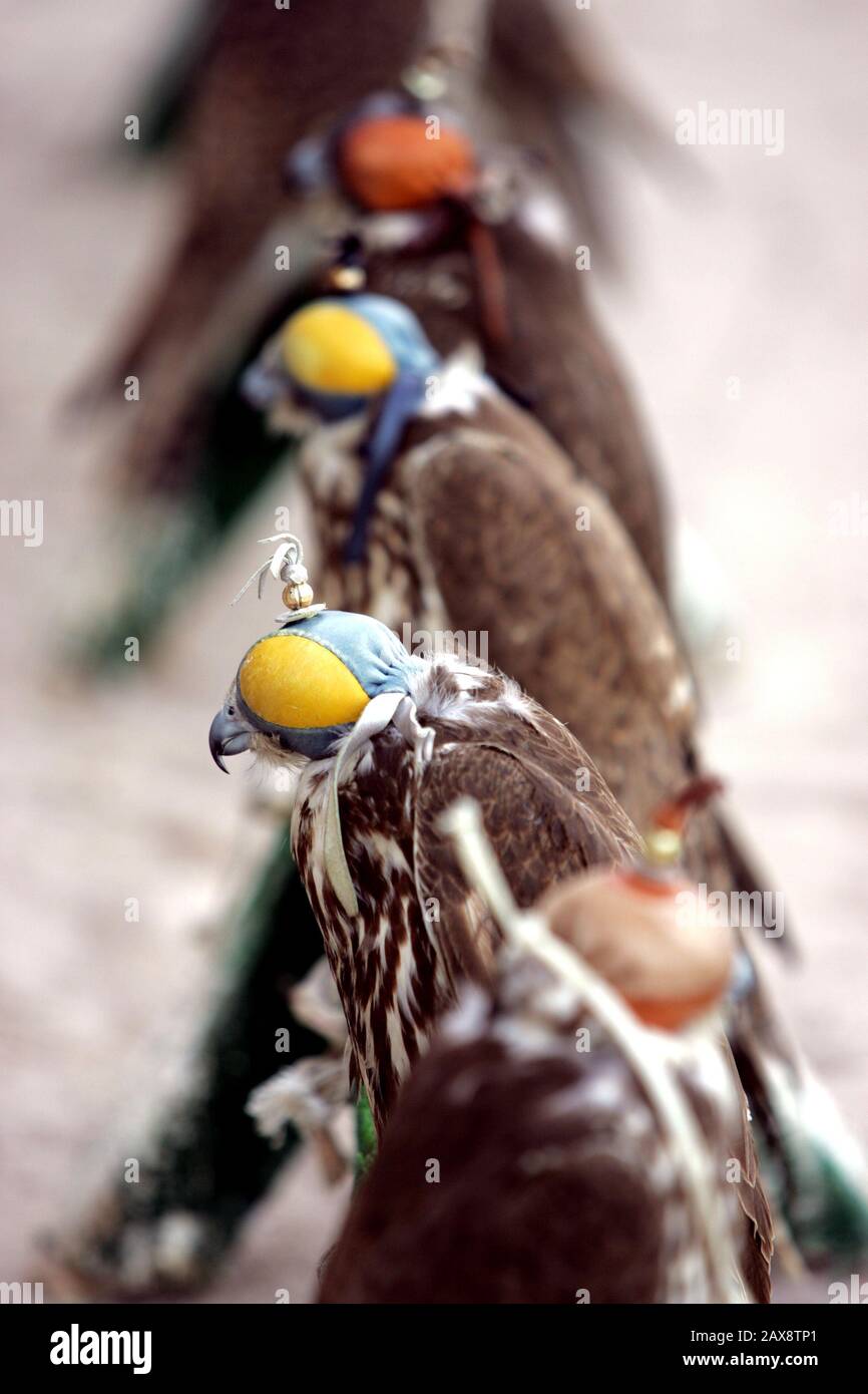 Falcon shop hi-res stock photography and images - Alamy