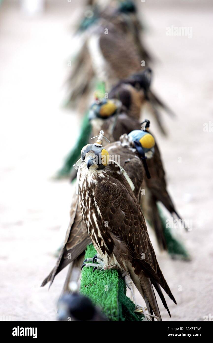Falcon shop hi-res stock photography and images - Alamy