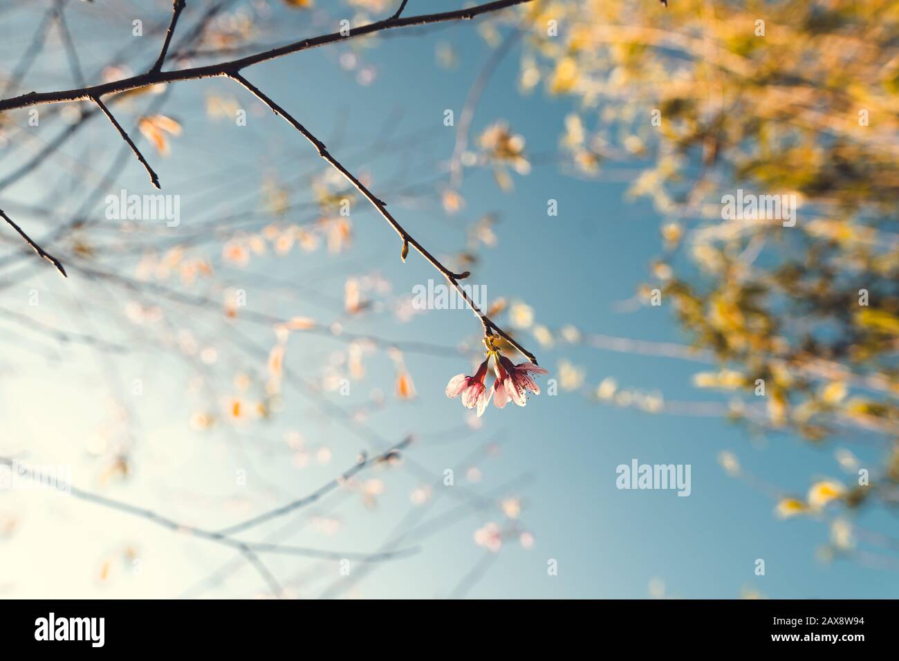 Spring flower With the evening sky in nature Stock Photo - Alamy