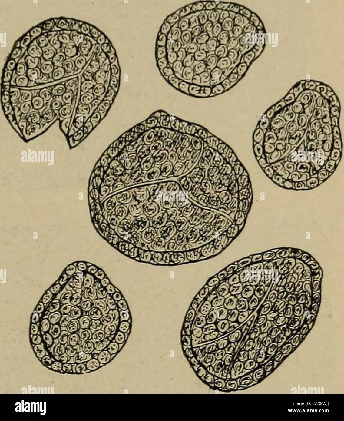 Examination of the urine; a manual for students and practitioners . Fig ...