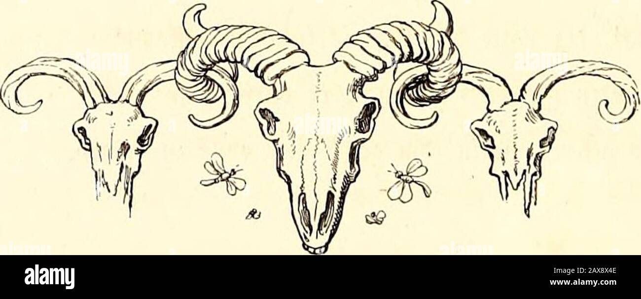 Reineke Fuchs . er folf ju fficef/tc mir ftefjn; nun mag er ftet ...