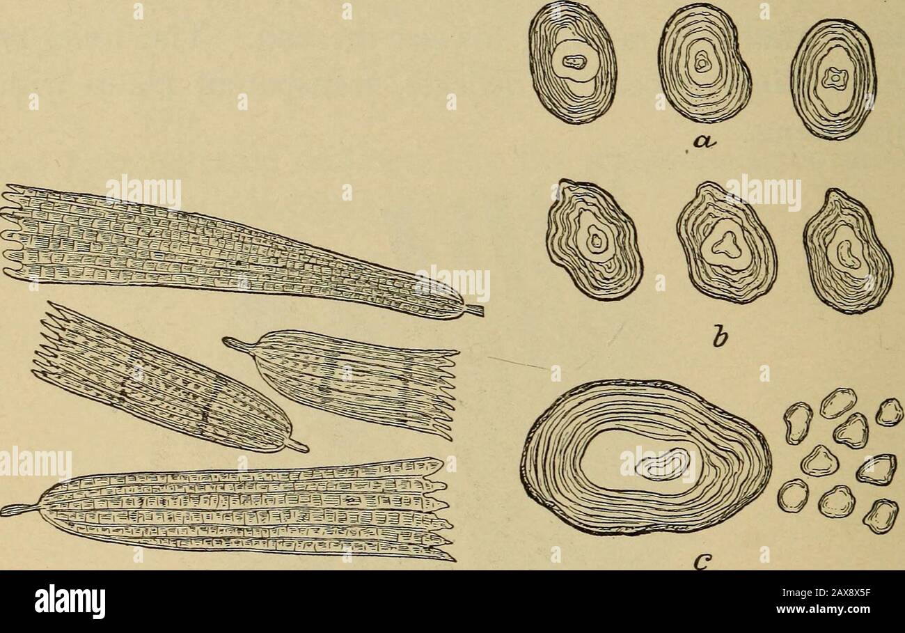 Examination of the urine; a manual for students and practitioners . Fig ...