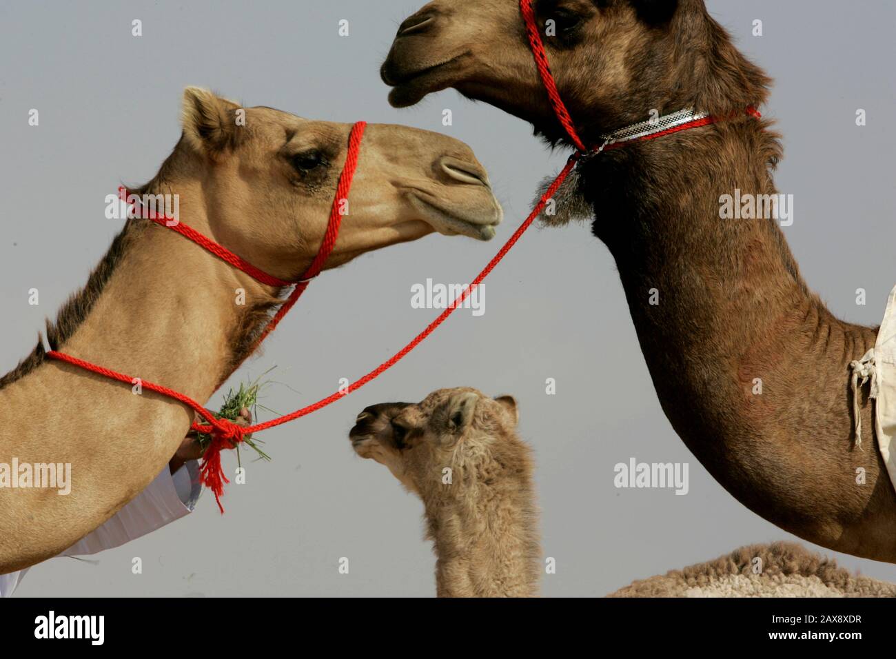 Camel tied up hi-res stock photography and images - Alamy
