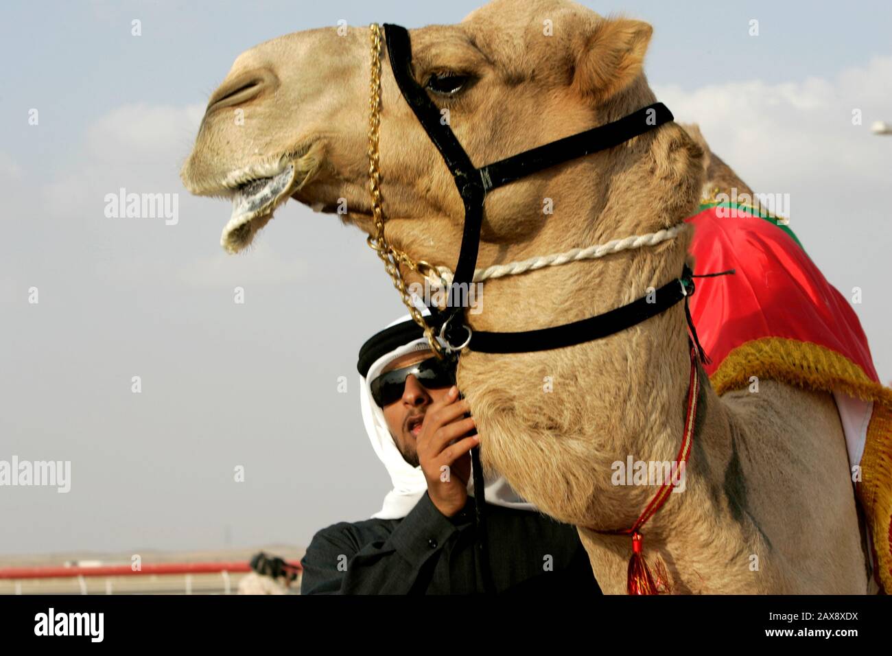 Camel tied up hi-res stock photography and images - Alamy