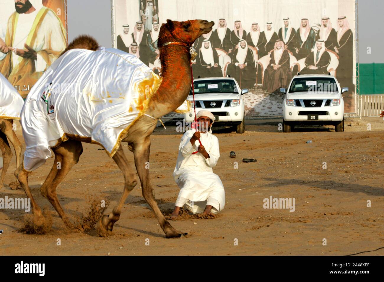 Camel display hi-res stock photography and images - Alamy