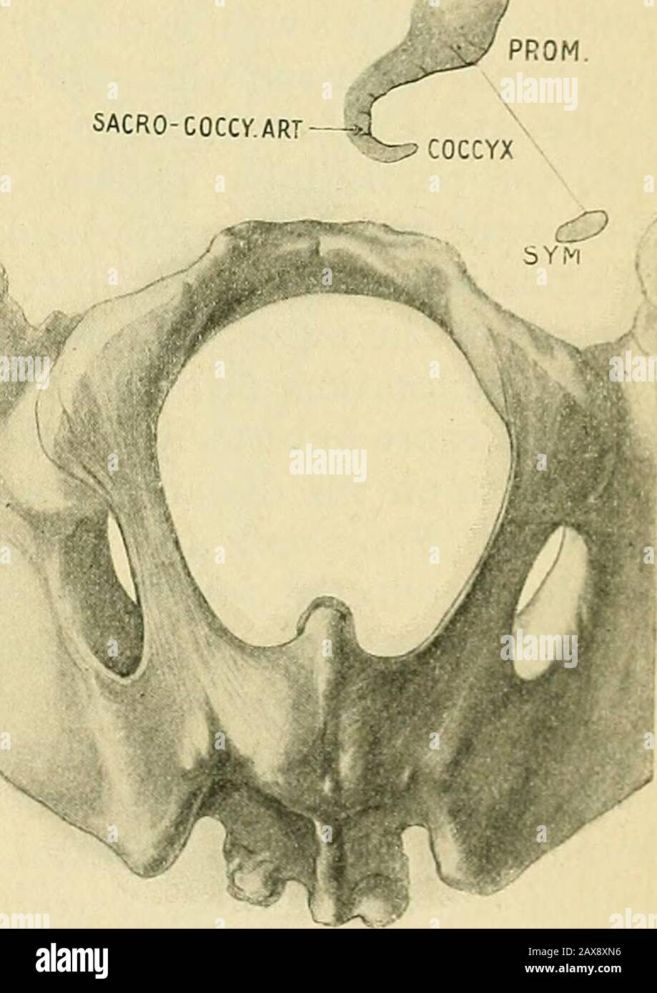 Coccyx fracture hi-res stock photography and images - Alamy