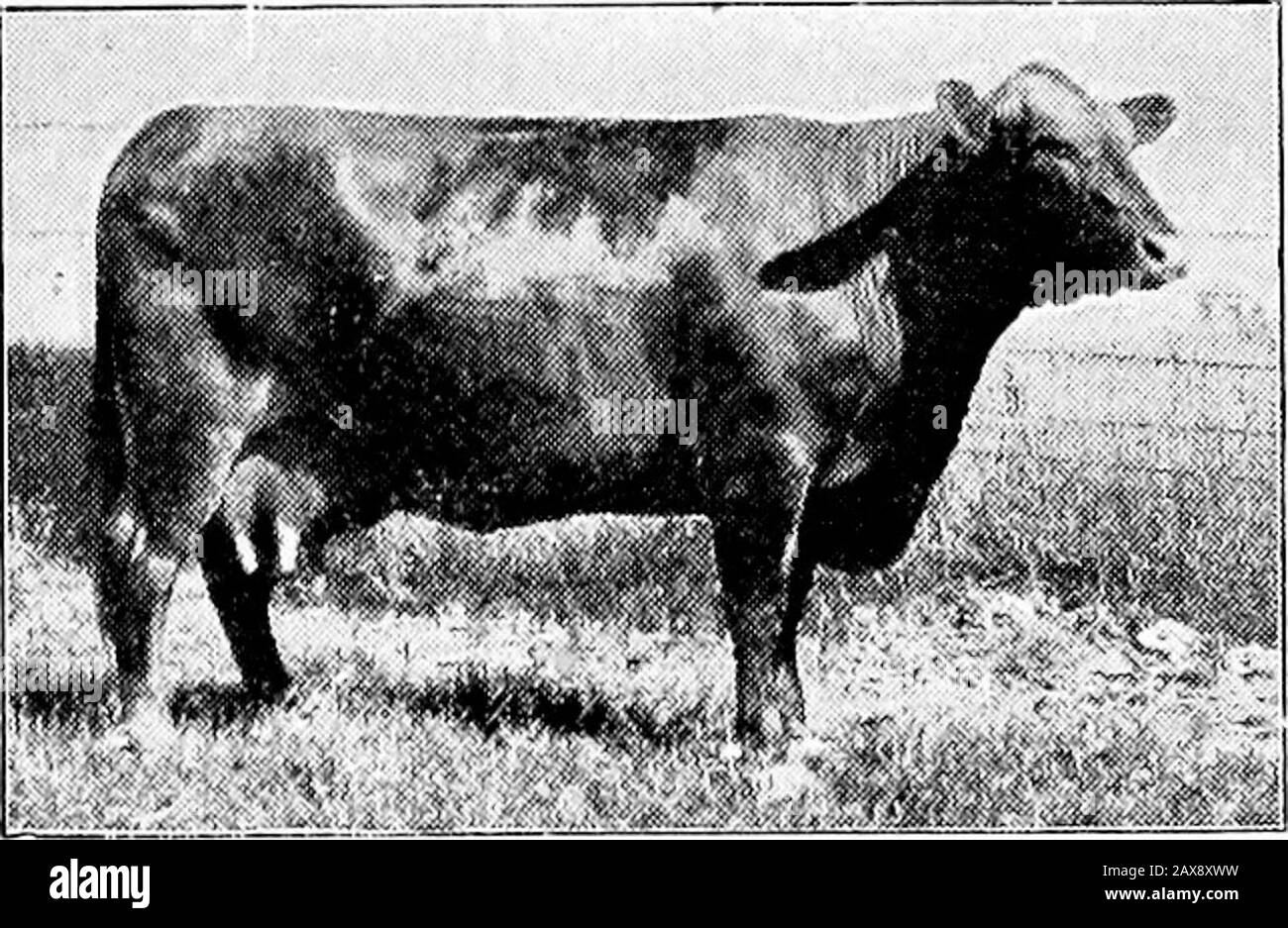 Dual Purpose Breed Of Cattle Black and White Stock Photos & Images - Alamy
