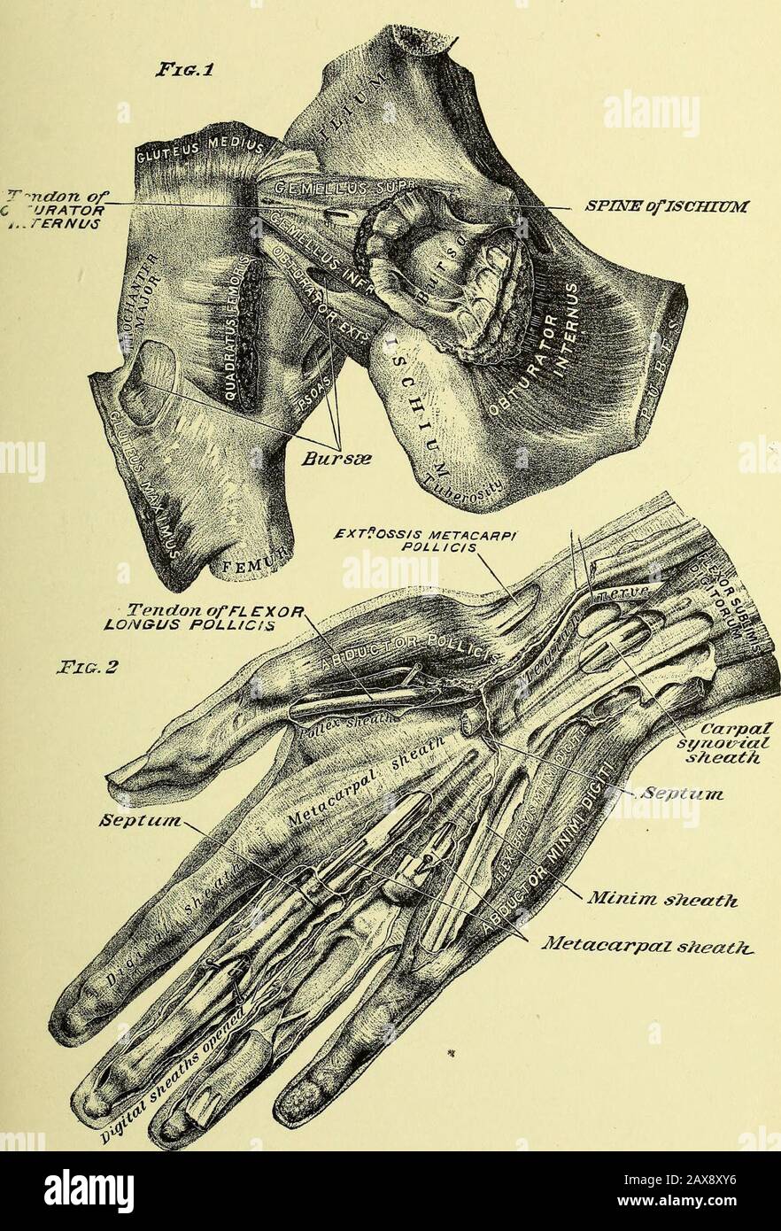 Practical human anatomy [electronic resource] : a working-guide for ...