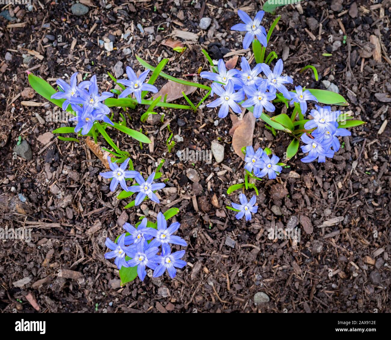 Spring flower, Glory of the snow, flowering in the home garden Stock ...