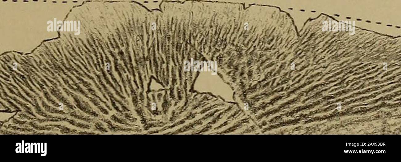 Mawsonia gigas hi-res stock photography and images - Alamy