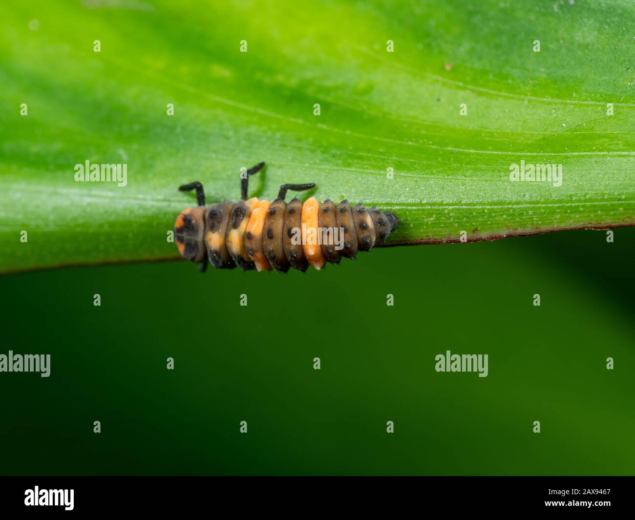 Macro Photography of Ladybug Larvae on Green Leaf Isolated on ...