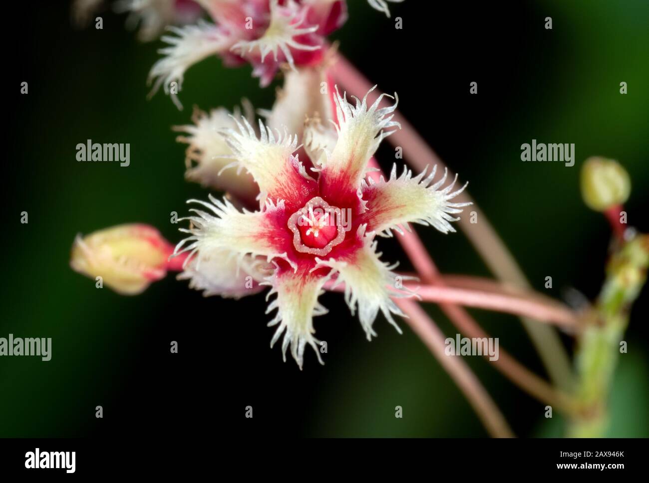 Closeup Strange Shape Flowers with Two Tone Colors Isolated on Blurry ...