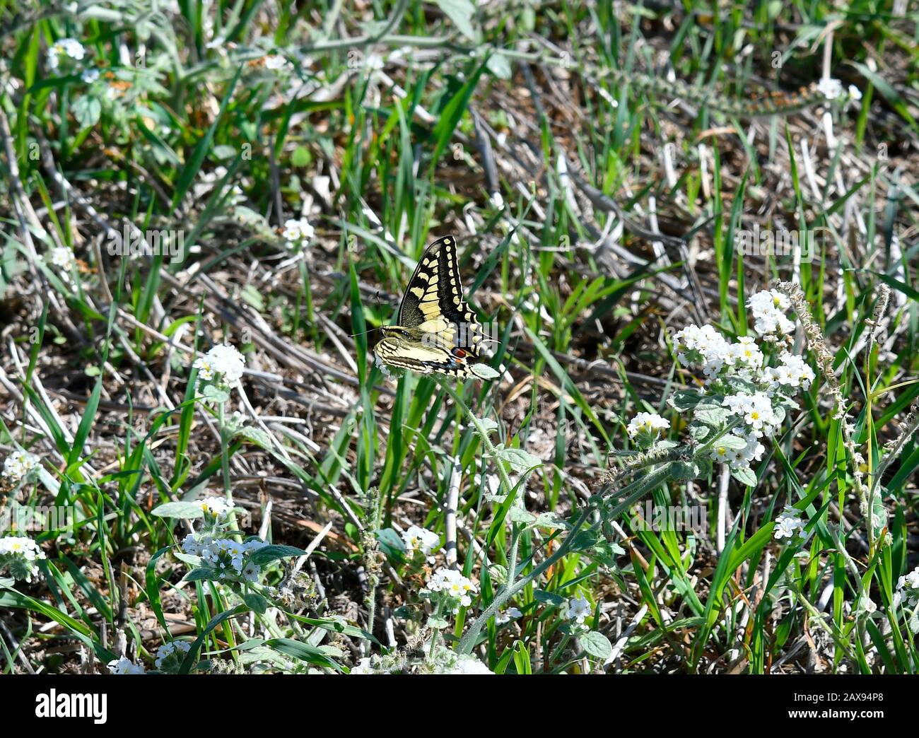 Old World Swallowtail Butterfly Papilio High Resolution Stock ...