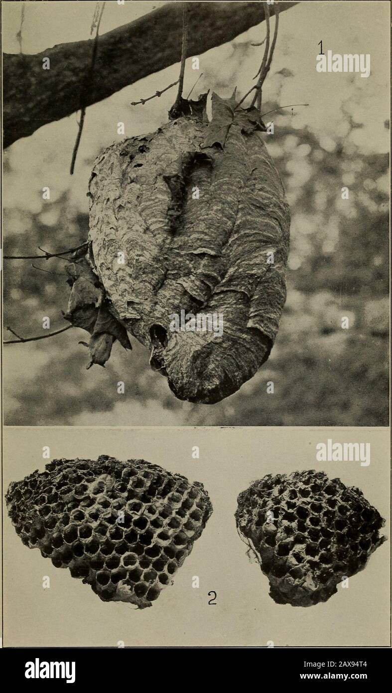 Bulletin - State Geological and Natural History Survey of Connecticut ...