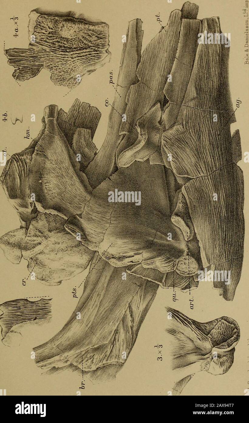 Steneosaurus High Resolution Stock Photography and Images - Alamy