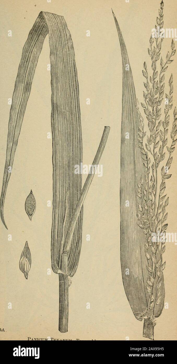 The agricultural grasses and forage plants of the United States; and ...