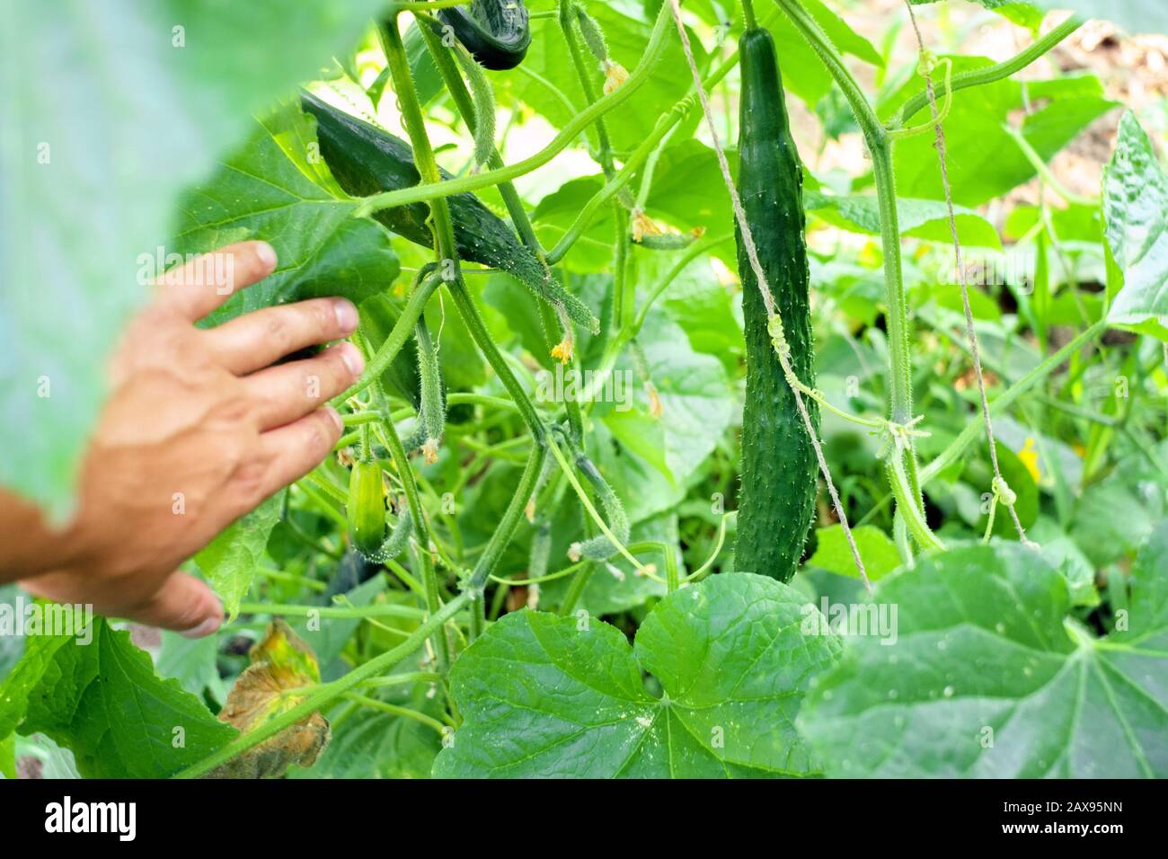 Green cucumber is grown in field vegetable stores for harvesting Stock ...