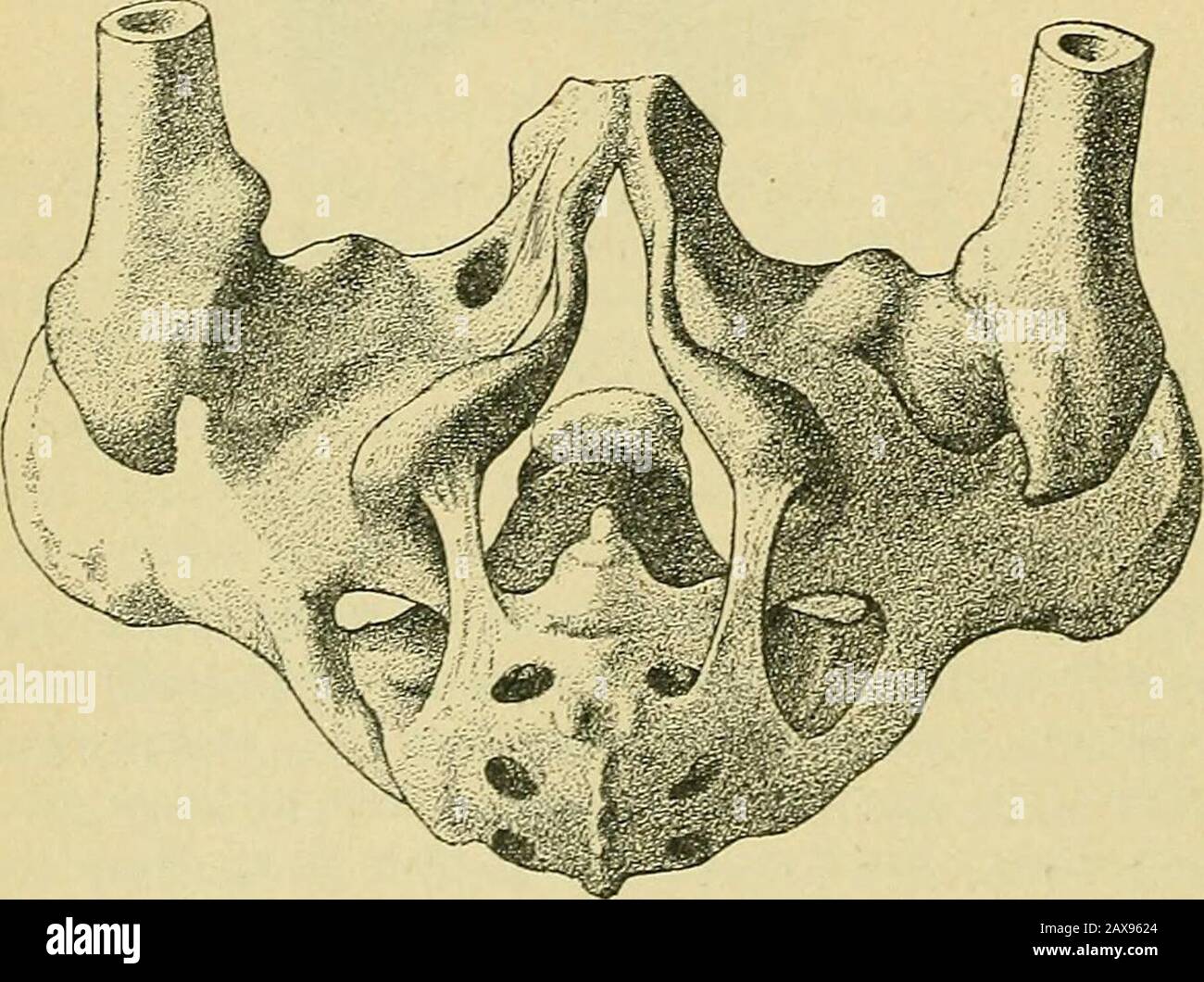 The practice of obstetrics, designed for the use of students and ...
