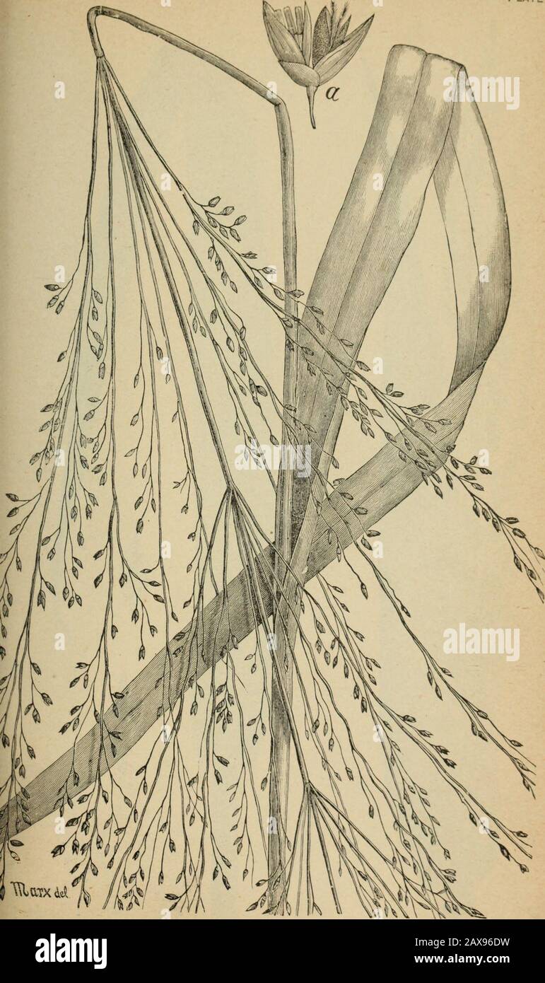 Panicum maximum hi-res stock photography and images - Alamy