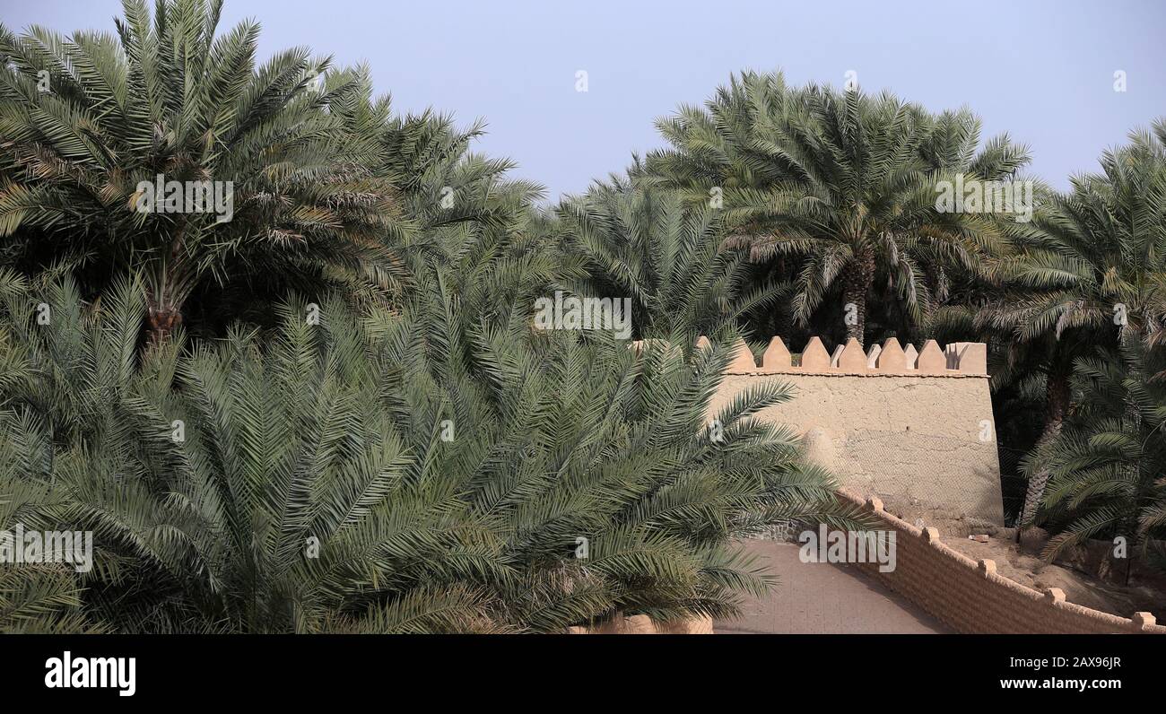 Al Qatara oasis in Al Ain, dates farm Stock Photo - Alamy