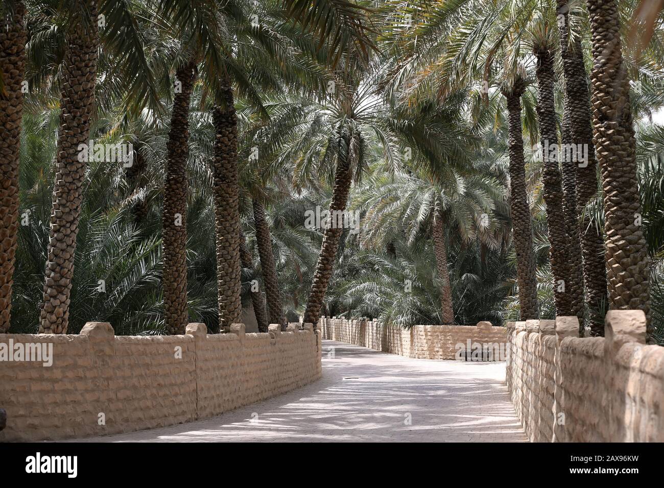 Al Ain Oasis, dates farm Stock Photo - Alamy
