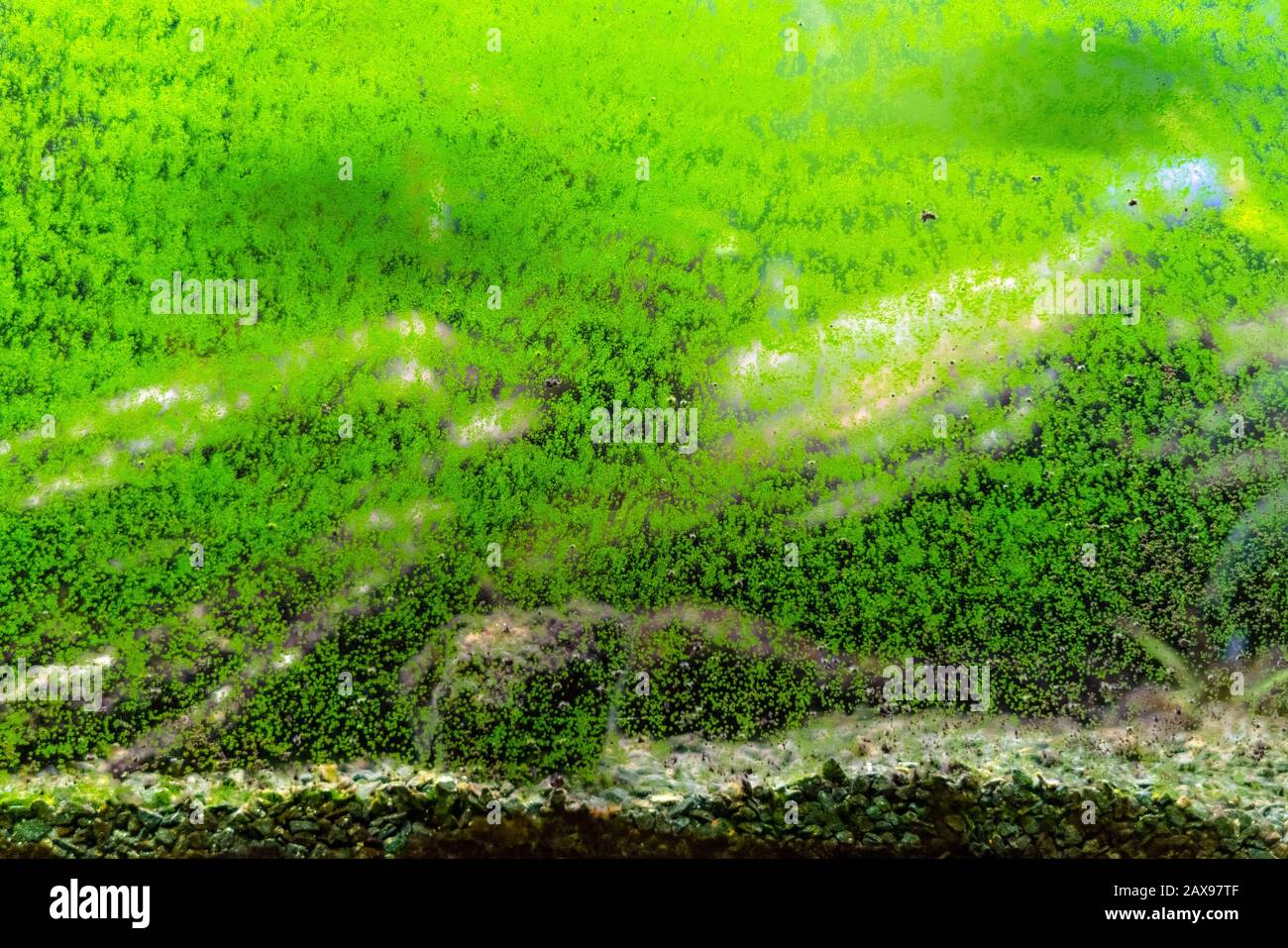 Dirty glass of aquarium. Algae growing on the surface of fish tank ...