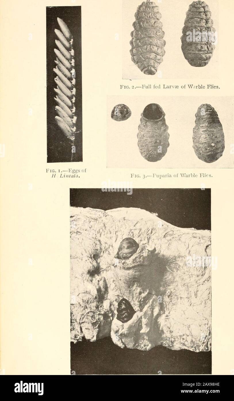 Warble fly skin hi-res stock photography and images - Alamy