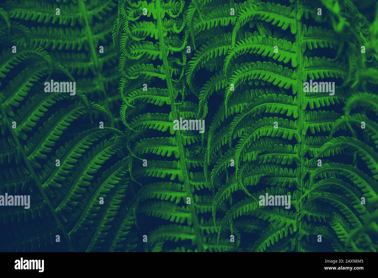 Dark green botanical floral background, nature. Perfect vivid botanical ...