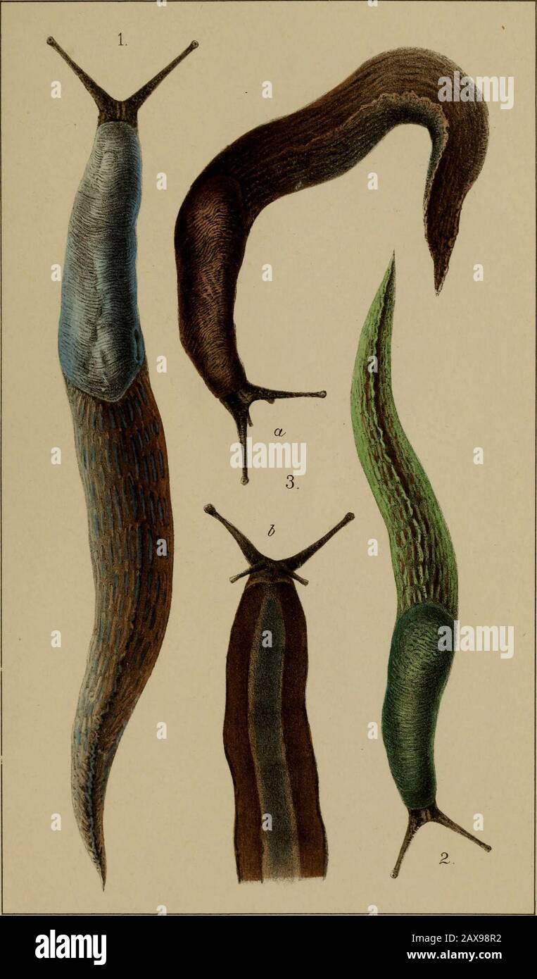 Malah High Resolution Stock Photography and Images - Alamy