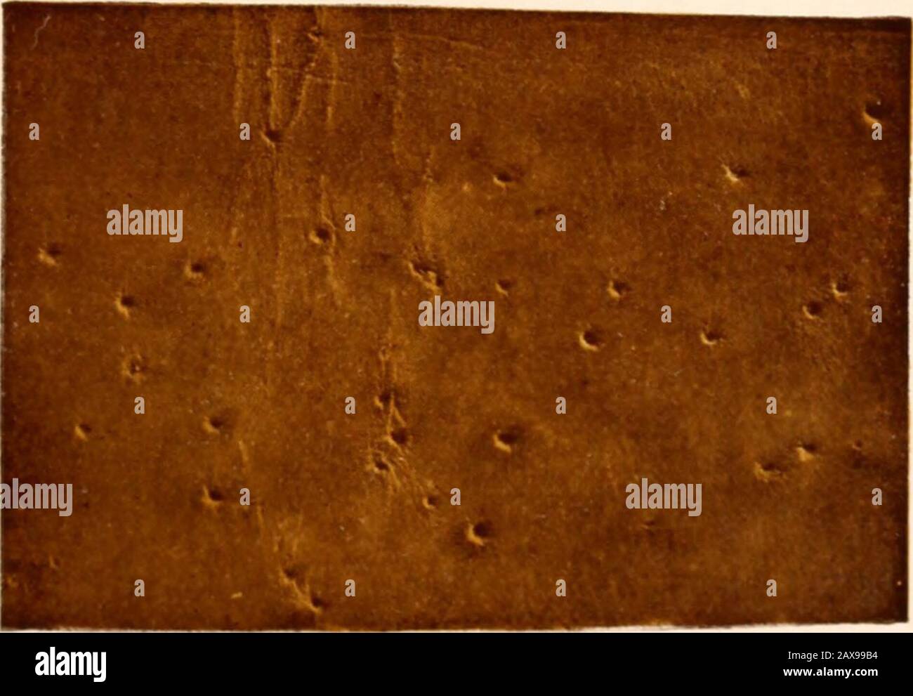 Warble flies hi-res stock photography and images - Alamy