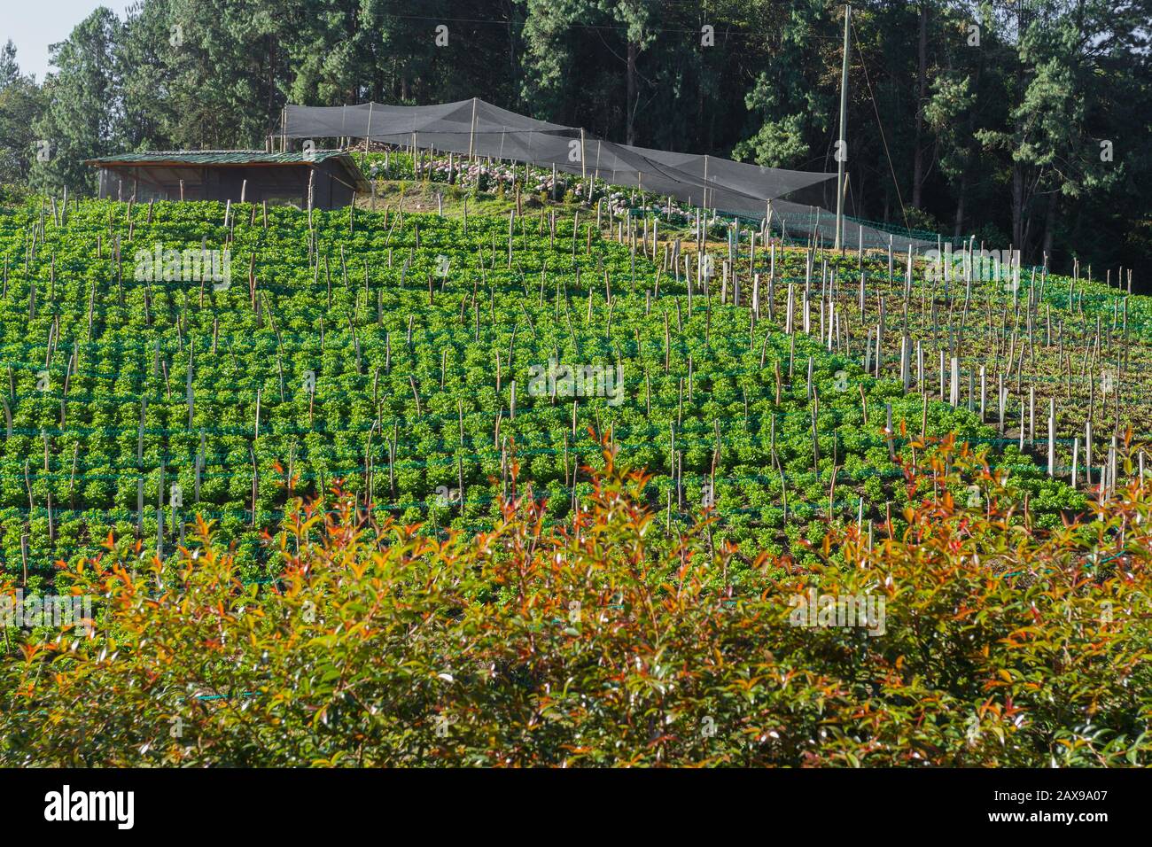 vegetable crops, agricultural production in Colombia Stock Photo - Alamy
