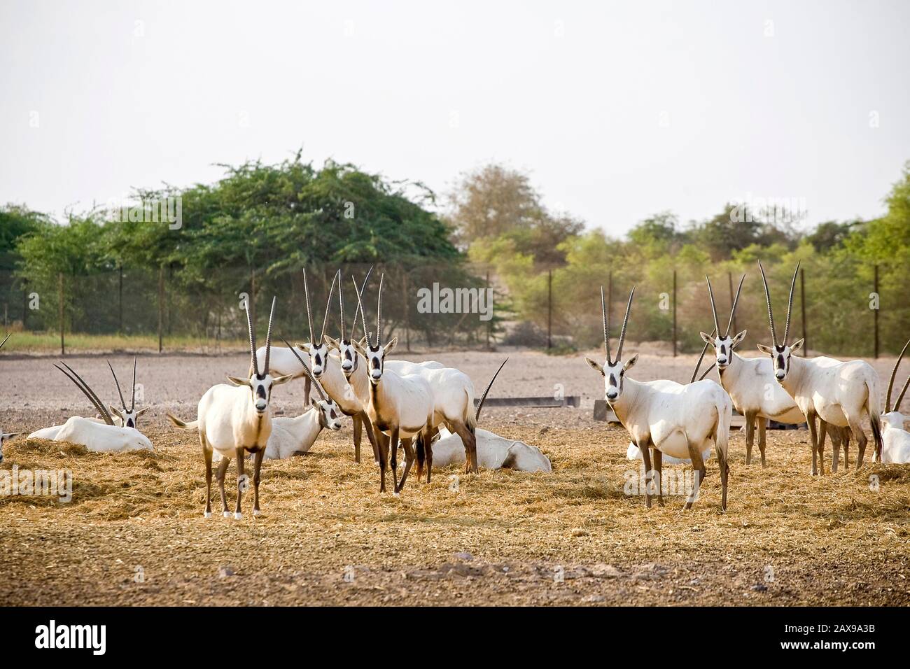 Baniyas hi-res stock photography and images - Alamy