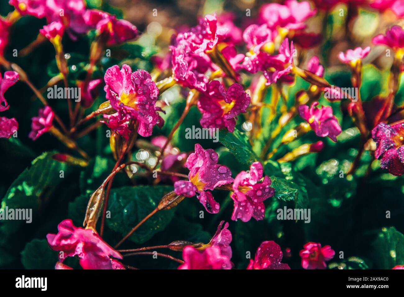 Primrose Primula with pink flowers. Inspirational natural floral spring ...