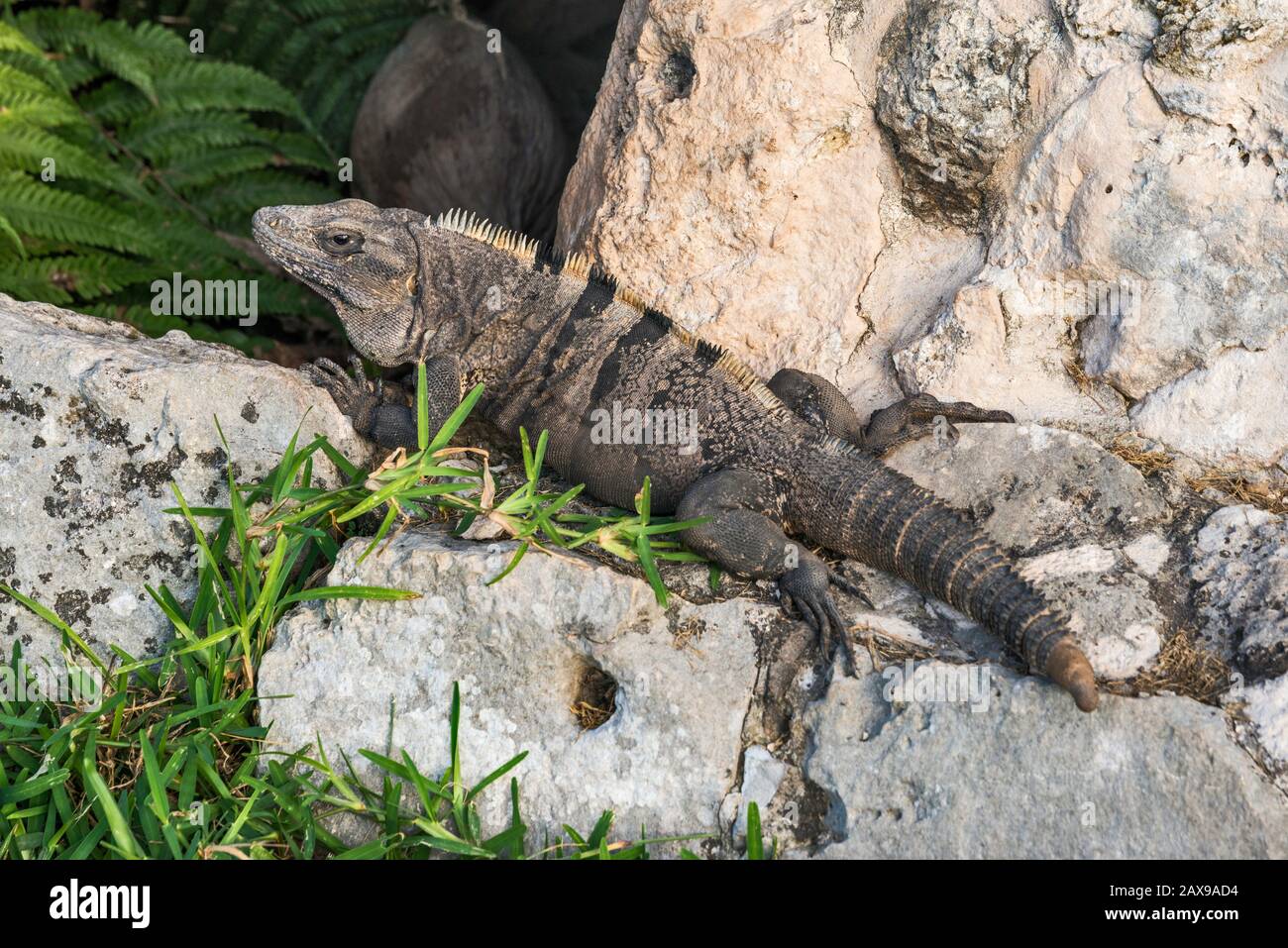 Spinytail iguana at Tulum ruins, Yucatan Peninsula, Quintana Roo state ...