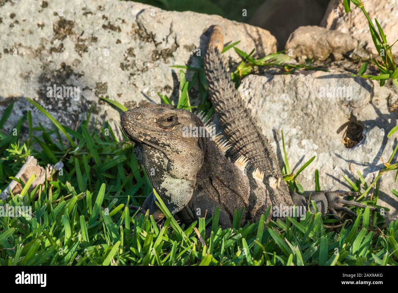 Spinytail iguana at Tulum ruins, Yucatan Peninsula, Quintana Roo state ...